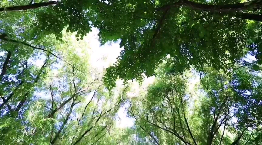 我在黑龙江等你(黑大版)