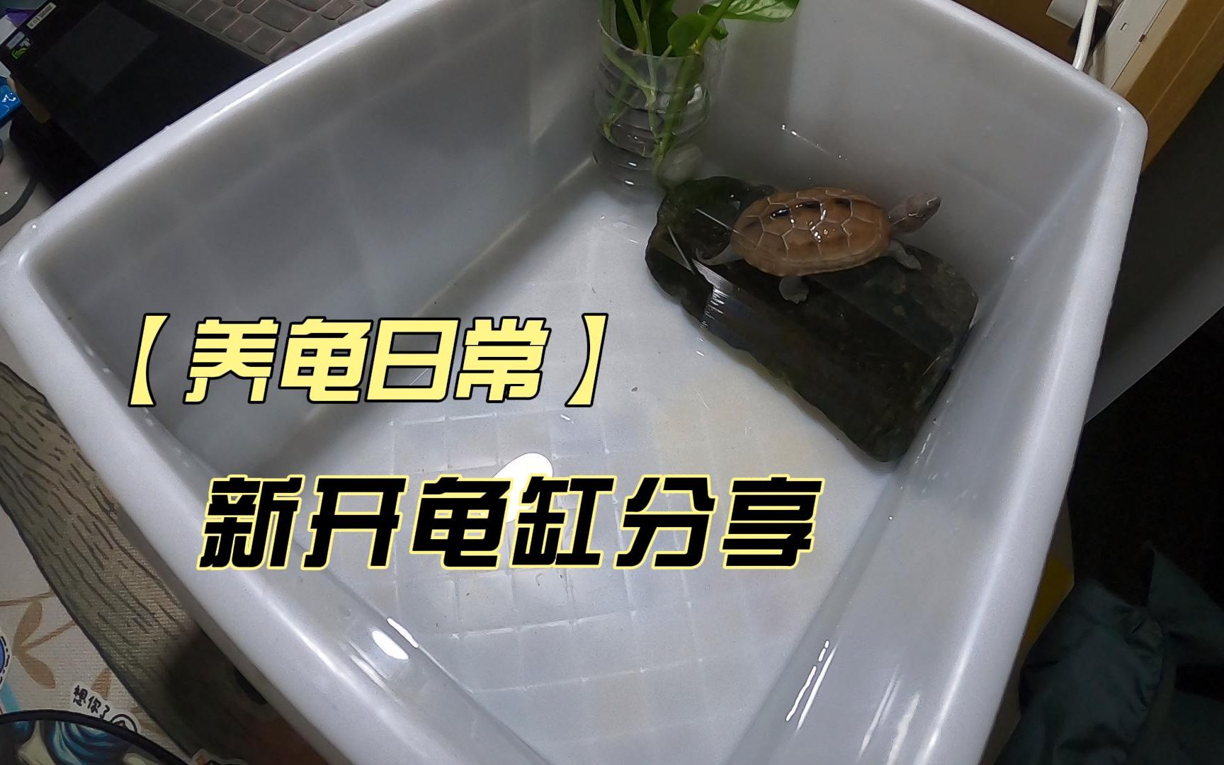 【养龟日常】新入龟缸分享|新手养龟用什么缸好