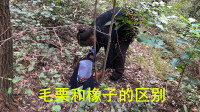 毛栗还是橡子?很多农村人都分不清,看看两者有何不同,涨知识了