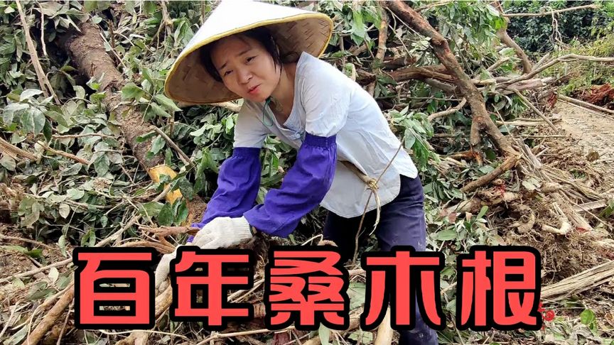 得到一根罕见的百年桑树根,柚子妹高兴坏了,这大木根有啥作用