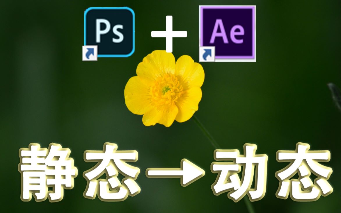 【PS/AE教程】淡黄的小花,蓬松的花瓣|如何用ps和ae将它动动起来|