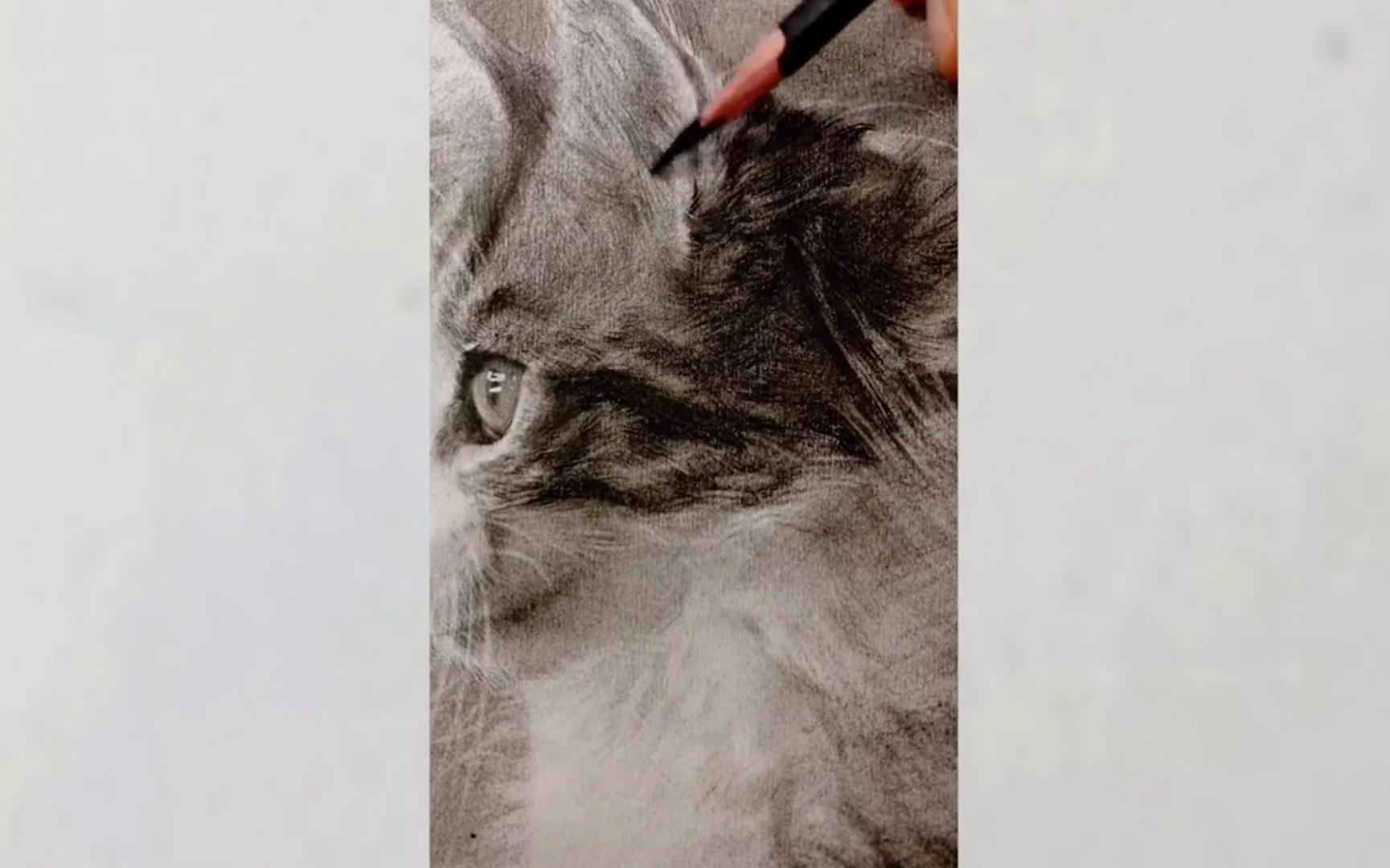 【素描教程简单学】猫的毛发,掌握这一技巧画起来会发现其实很简单