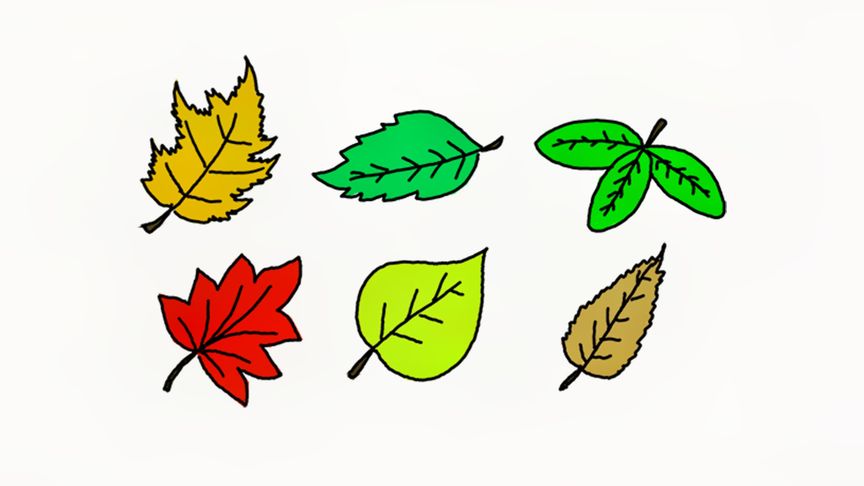 七种树叶简笔画教程,轻松变绘画达人