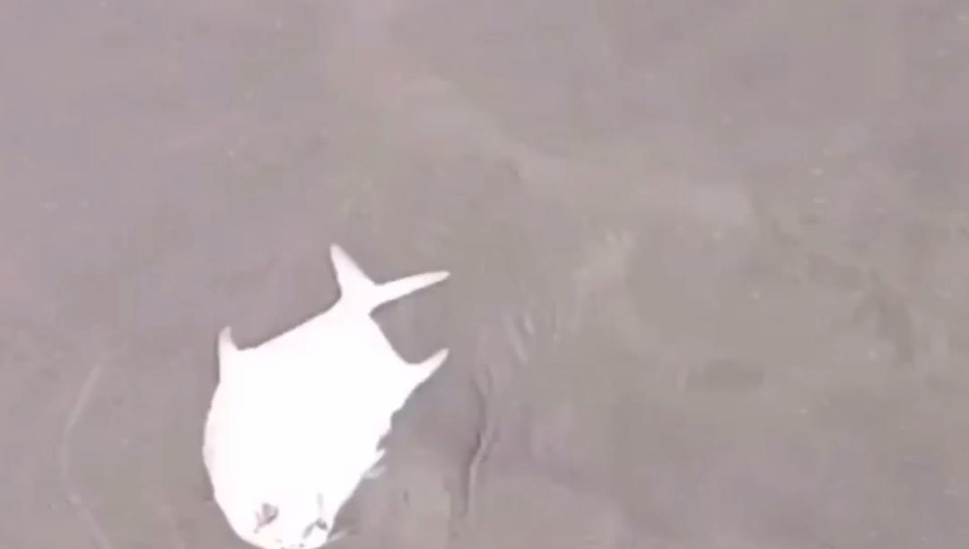 人生如同这鱼,浮浮沉沉,为生活而努力,或被淘汰,或自在地活着