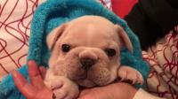 法斗犬一般多少钱一只?