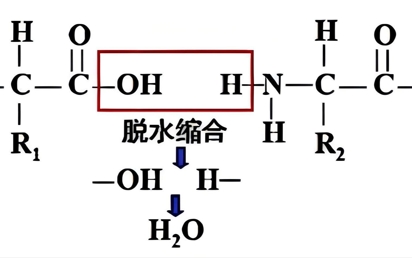 8.氨基酸通过什么方式连接形成肽?该过程形成的化学键是什么?如何...