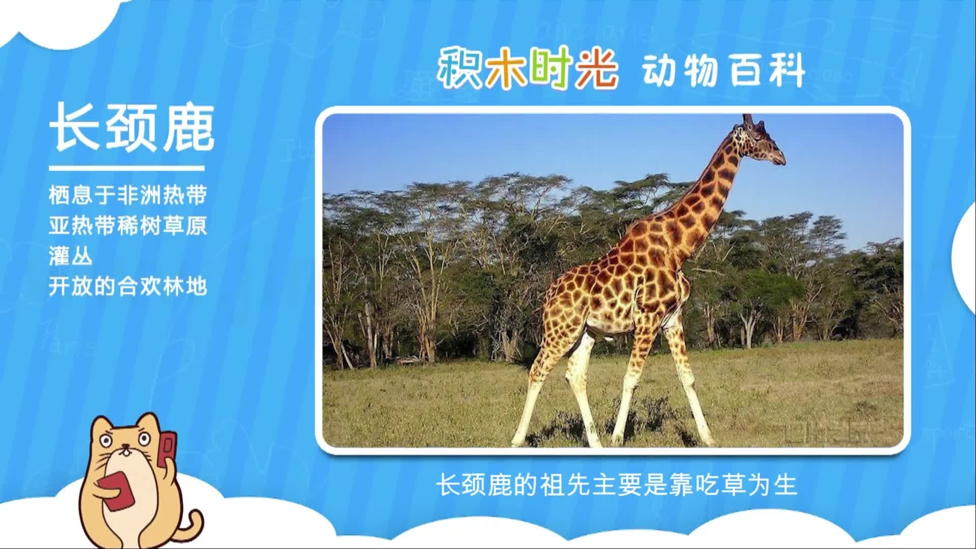 动物百科:世界上最最高的动物_长颈鹿