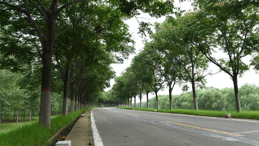 濮阳市成为全省首个国家储备林基地建设项目城市