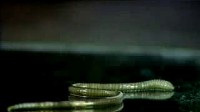 苏教版七上生物实验03蚯蚓在什么样的物体表面爬得快