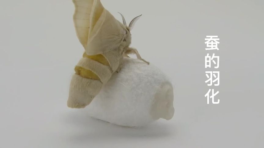 #蚕茧 #羽化 #蚕宝宝 #蚕宝宝成长记 #蚕茧