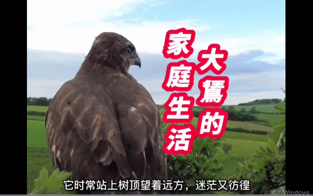 大鵟是一种老鹰,你们那里叫什么?来看看大鵟的家庭生活吧