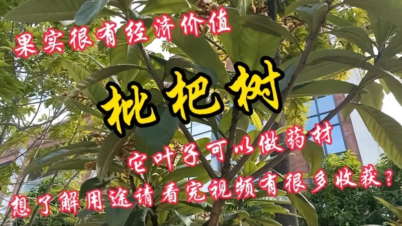 枇杷树全身是宝,叶子也是有经济价值,它叶子用途你们了解吗