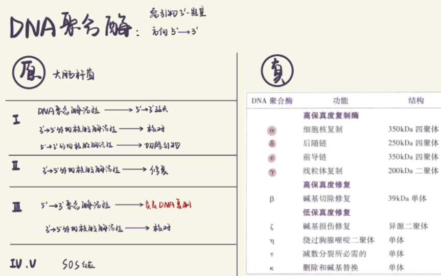自用复盘:真核生物和原核生物DNA聚合酶的结构和功能的概述