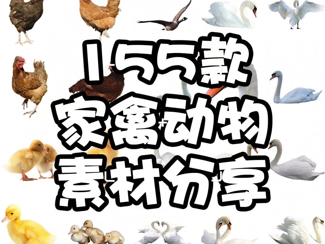 素材分享丨公鸡母鸡小鸡鸭子水鸭大白鹅白天鹅家禽动物免抠PNG透明...