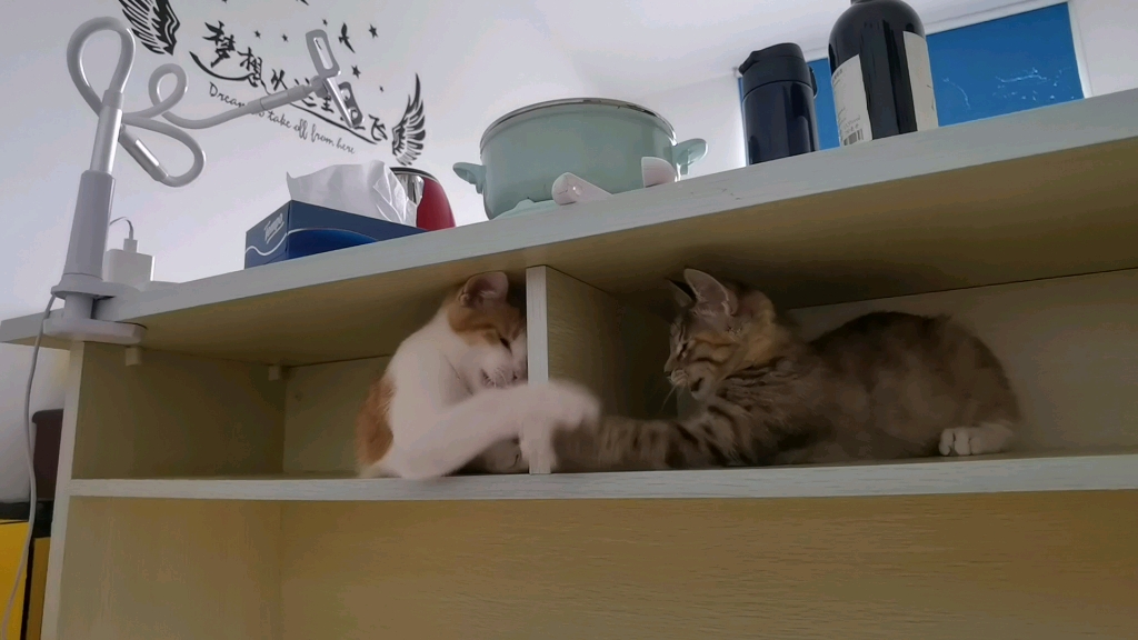 今天是爱钻桌洞的小猫咪