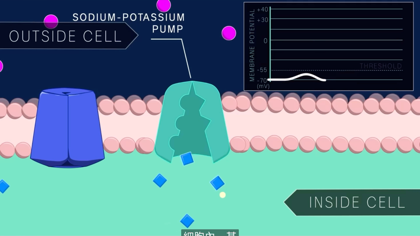 生理学-神经细胞动作电位离子通道如何转运电子 考研必考知识点