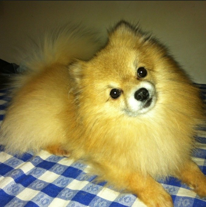 goldensoul 