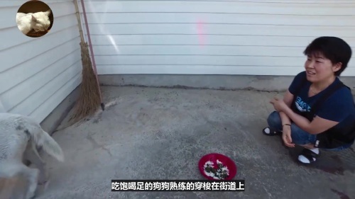 令人心焦的母狗怀孕十个月,结果竟然隐藏着不可思议的真相!