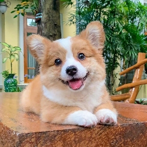 晚意_北风 
