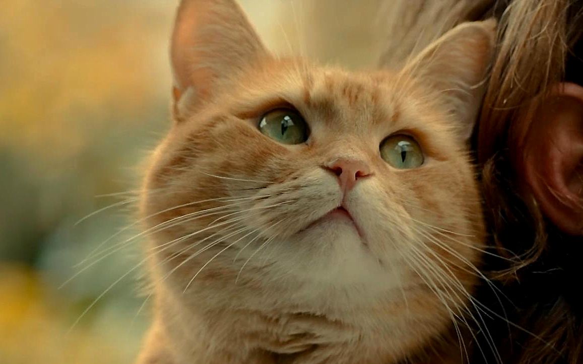 一部橘猫主演的电影,别问!撸它就完了