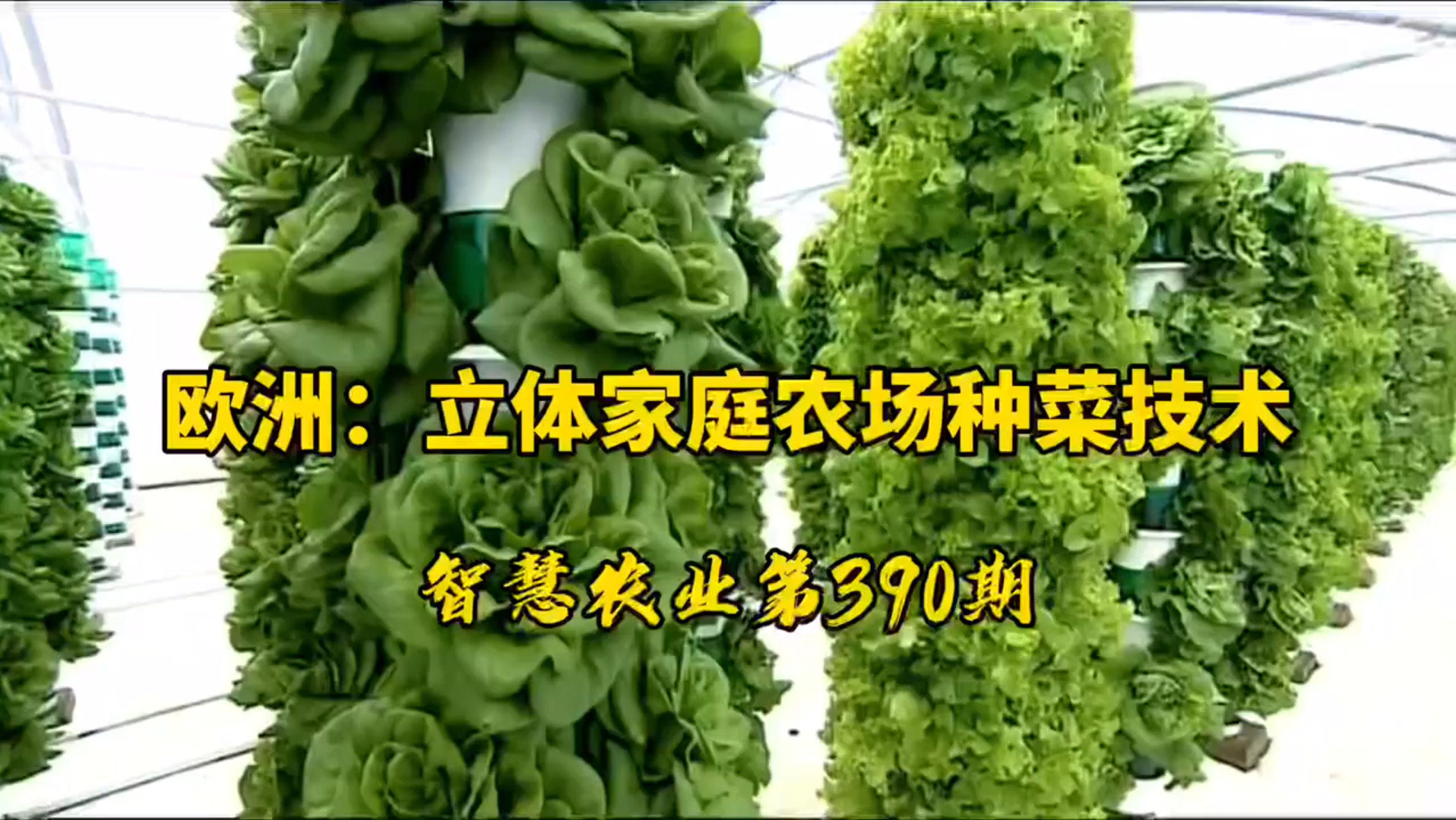 欧洲:家庭立体农场种植技术