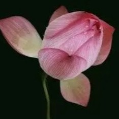 佛前莲花上的小水滴 