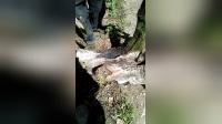 铁桦木沉化老料VX13384433958