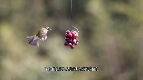这些植物的种子,竟在果实腐烂后才现身!