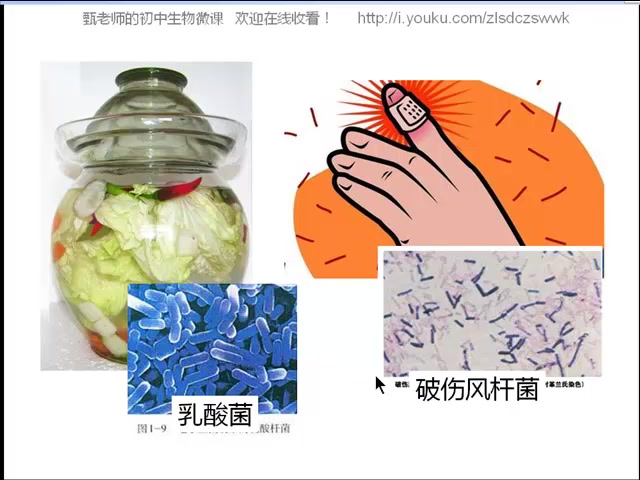 初中生物原创微课视频 八上 细菌(1)