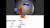高中生物人教版必修一第三章《分泌蛋白的合成和运输》微课视频