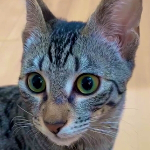 大咸者怀特 