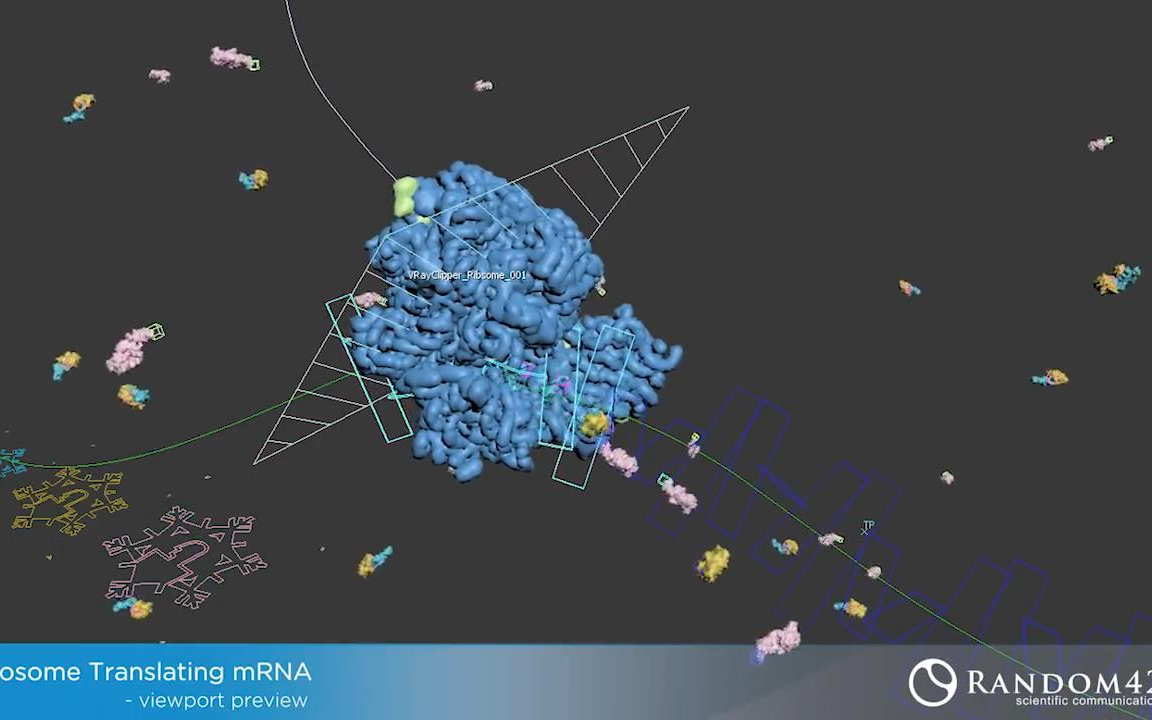 CG生物微观 核糖体解析
