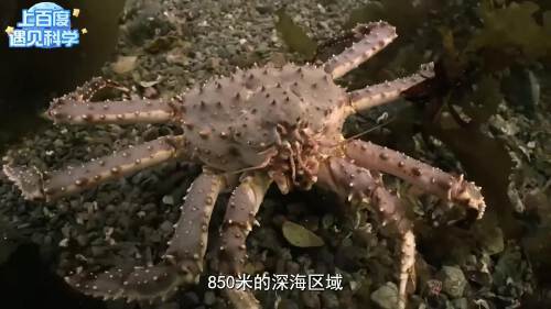 深海捕捞产业探秘:甲壳类生物经济链解析
