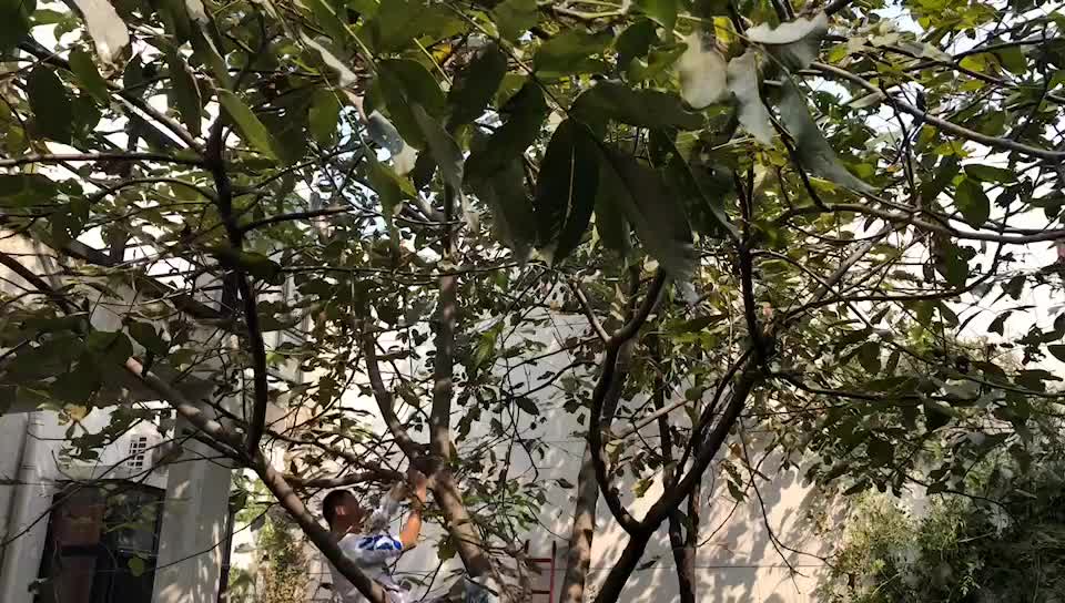 一个大咕咚换无数小咕咚