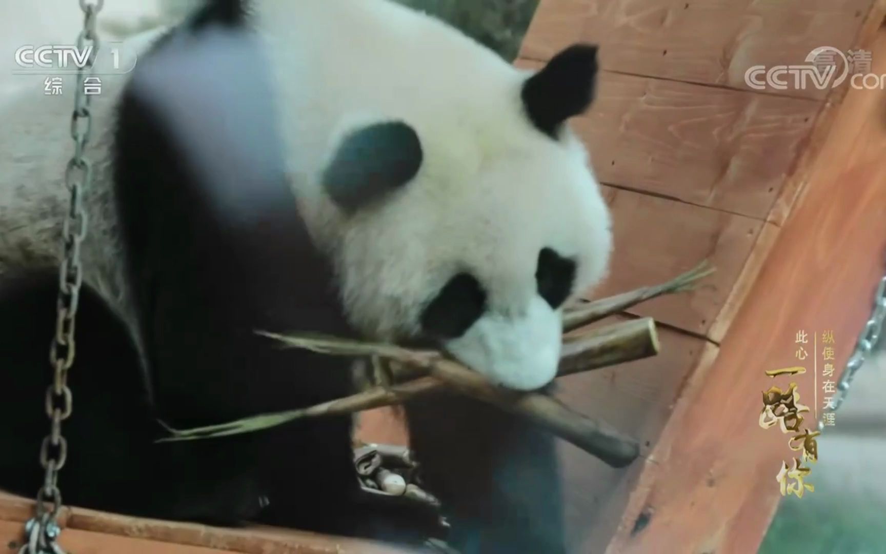 【旅俄大熊猫如意、丁丁全讲解】(5)莫斯科动物园对如意、丁丁没什么...