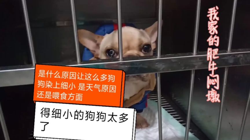 这段时间得细小的狗狗太多了 是什么原因呢 是天气还是喂食方面