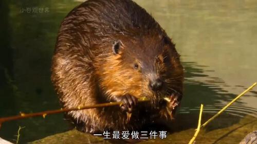 第二大的啮齿动物,一生最爱做三件事:筑水坝、造房屋、伐树木