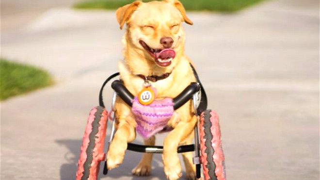 轮椅不仅对人有帮助,对动物也是很大的帮助,它们开心极了