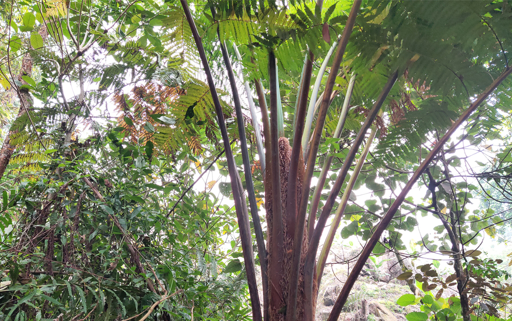 农村常见的几种保护植物,砍一棵牢底坐穿,有人认识吗