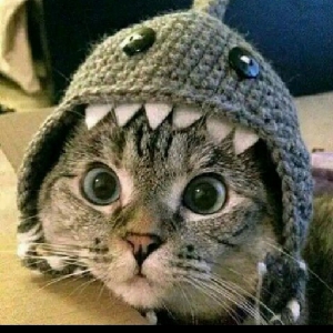 沙漠皇帝提小莫 