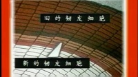2三年级茎的结构够和功能