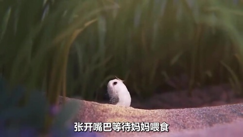 胆小的小海鸟,却因为一只寄居蟹成了捕食神鸟,治愈动画《鹬》