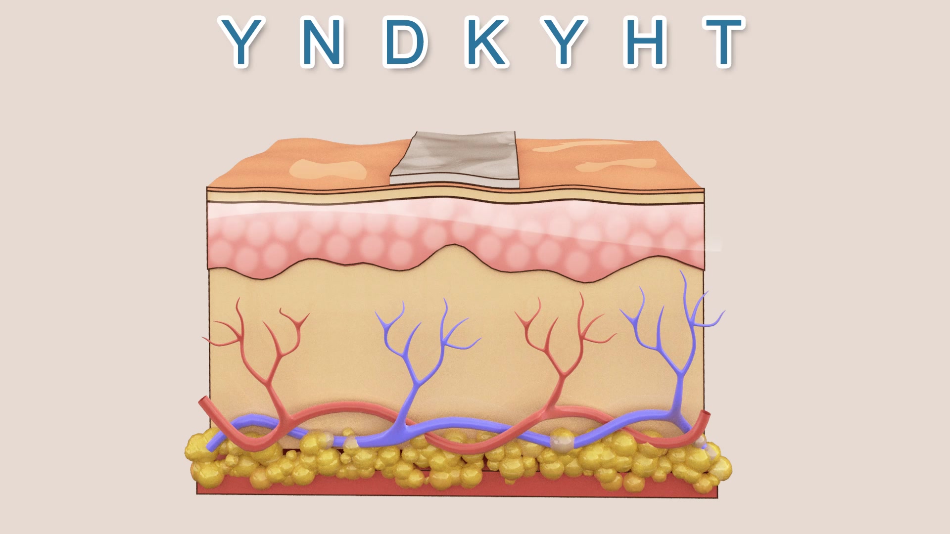 二维风格皮肤组织结构加速版 皮肤组织结构模型的制作方法,血管及...