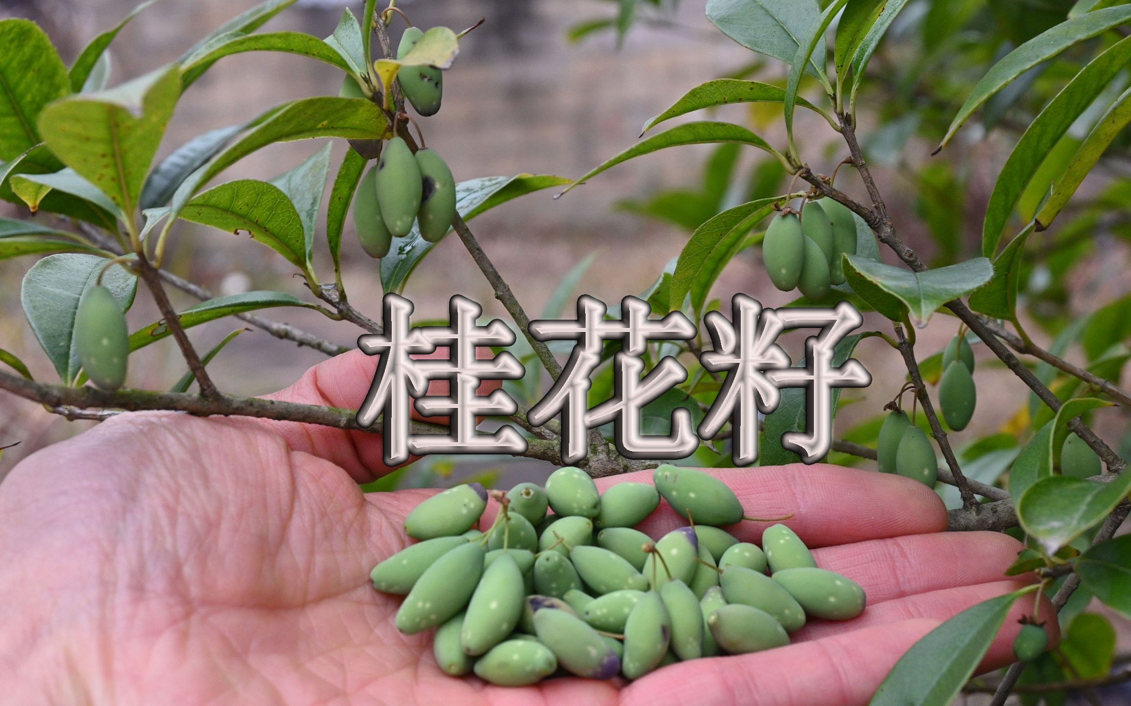 看过桂花树结果吗?中药名叫“桂子”,它容易被大家忽略了!
