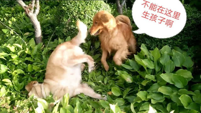 母狗怀孕挺个大肚子,满地打滚的样子见过吗?难道要生了吗?