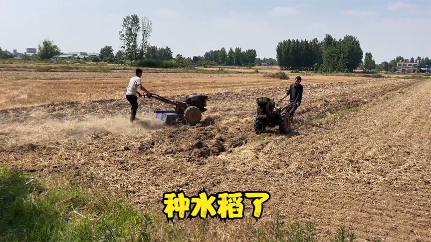 小麦收完了,今天把水稻种上,大机器种多少钱一亩?真是方便