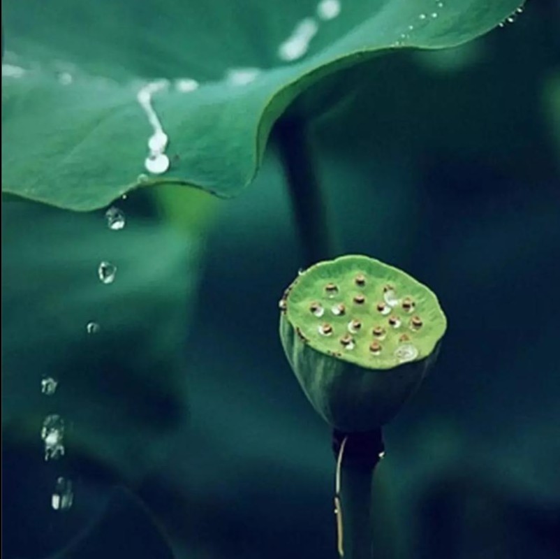 初见雨落下 