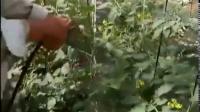 科能电动喷花器小西红柿授粉实拍