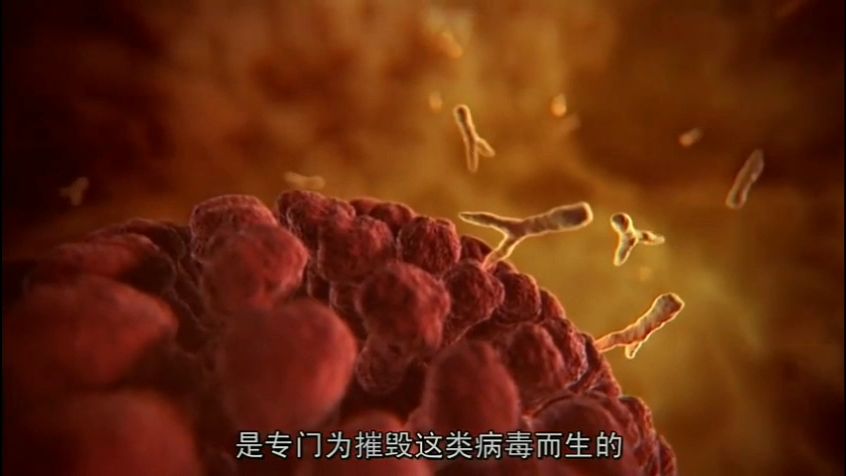 人体免疫细胞与病毒战斗(咳嗽感冒的过程)