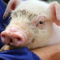 每天学点养猪知识Y 